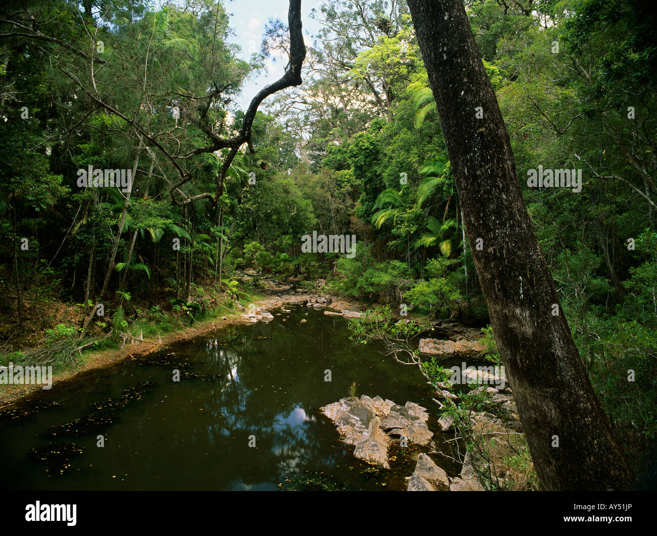 Pond in the subtropical rainforest Eungella National Park Wet Tropics ...