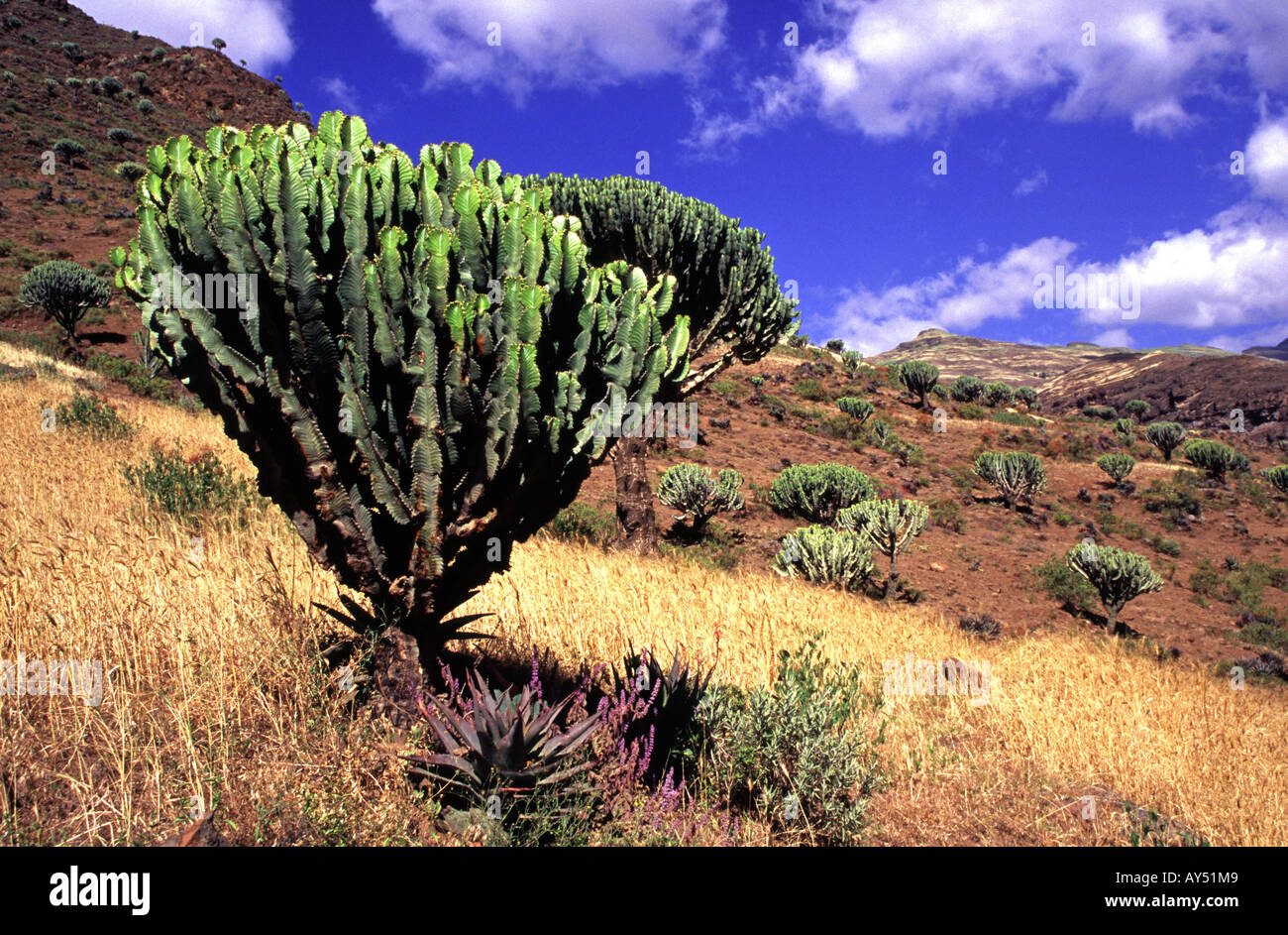 Wheat fields in ethiopia hi-res stock photography and images - Alamy