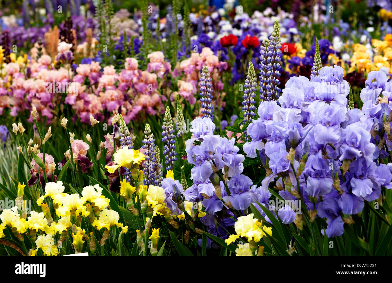 Iris varieties hi-res stock photography and images - Alamy