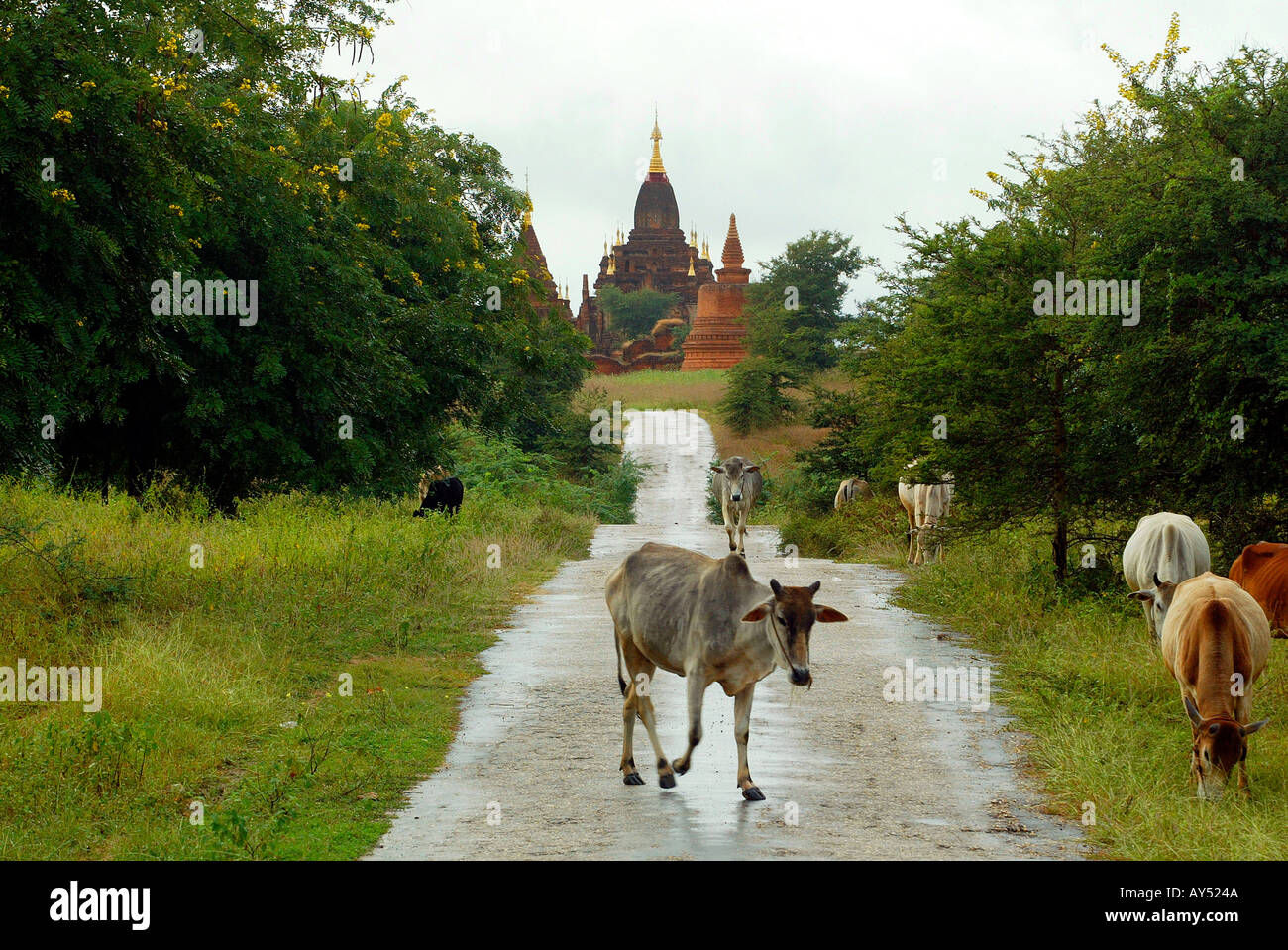 Cows beside temple or stupa at Bagan in Burma Myanmar Stock Photo - Alamy