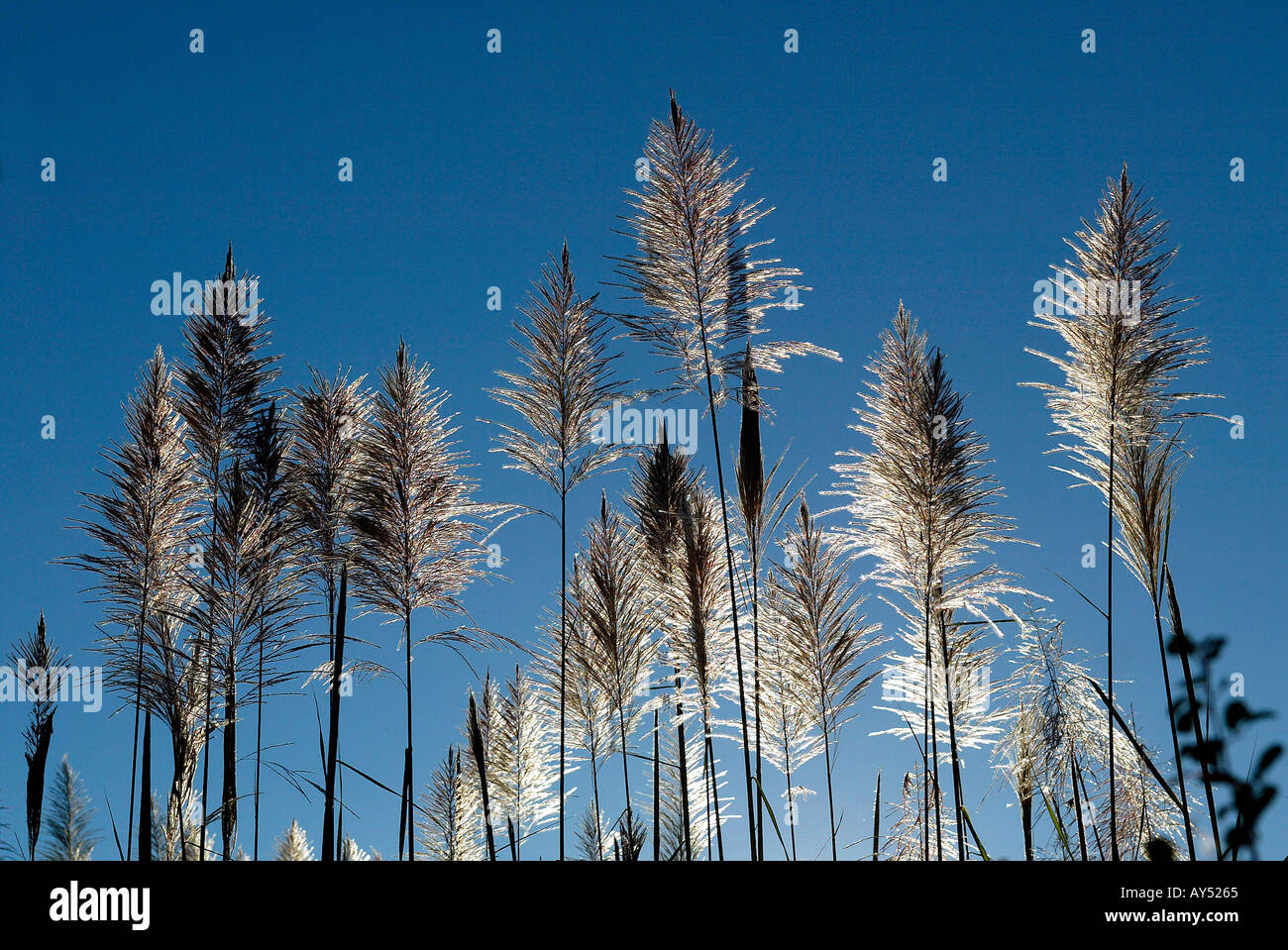 Tall grasses in sunlight Burma Myanmar Stock Photo - Alamy