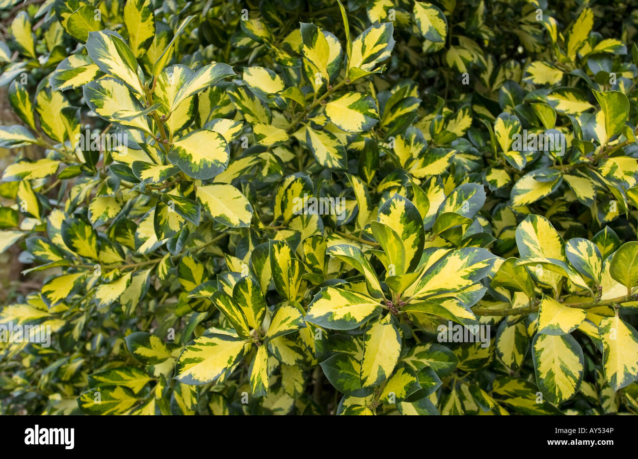 Variegated holly ilex aquifolium hi-res stock photography and images ...