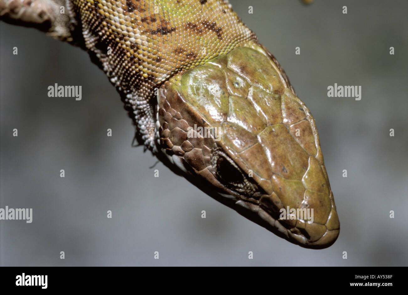 Lizard head detail Stock Photo - Alamy