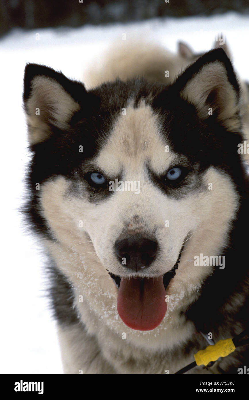 Canada Quebec The Laurentides Siberian Husky Stock Photo - Alamy