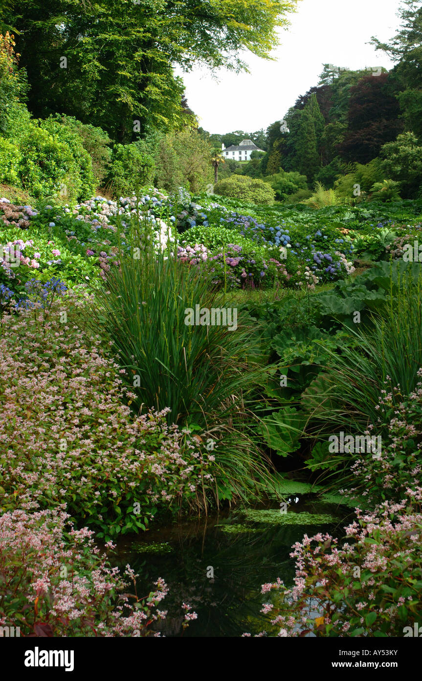 Cornwall Mawnan Smith Trebah botanical Garden a sub tropical ravine ...