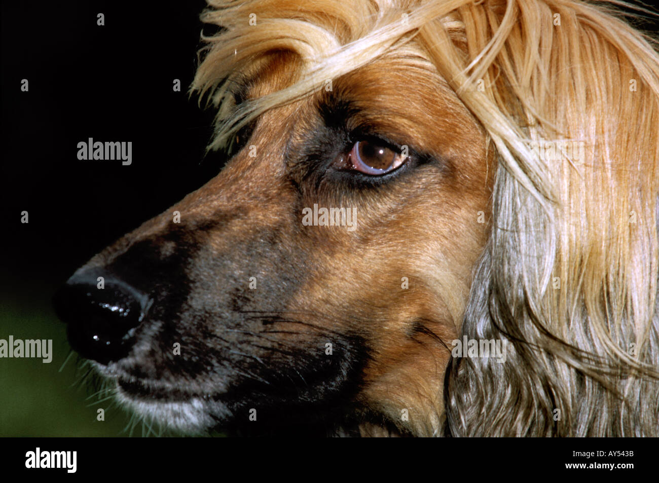 Afghan hound face hi-res stock photography and images - Alamy