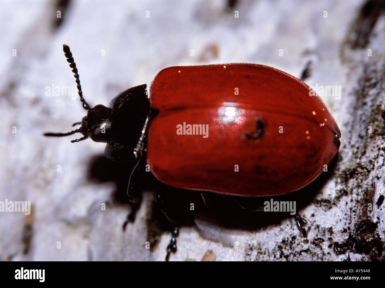 Large Red Poplar Leaf Beetle Stock Photo - Alamy
