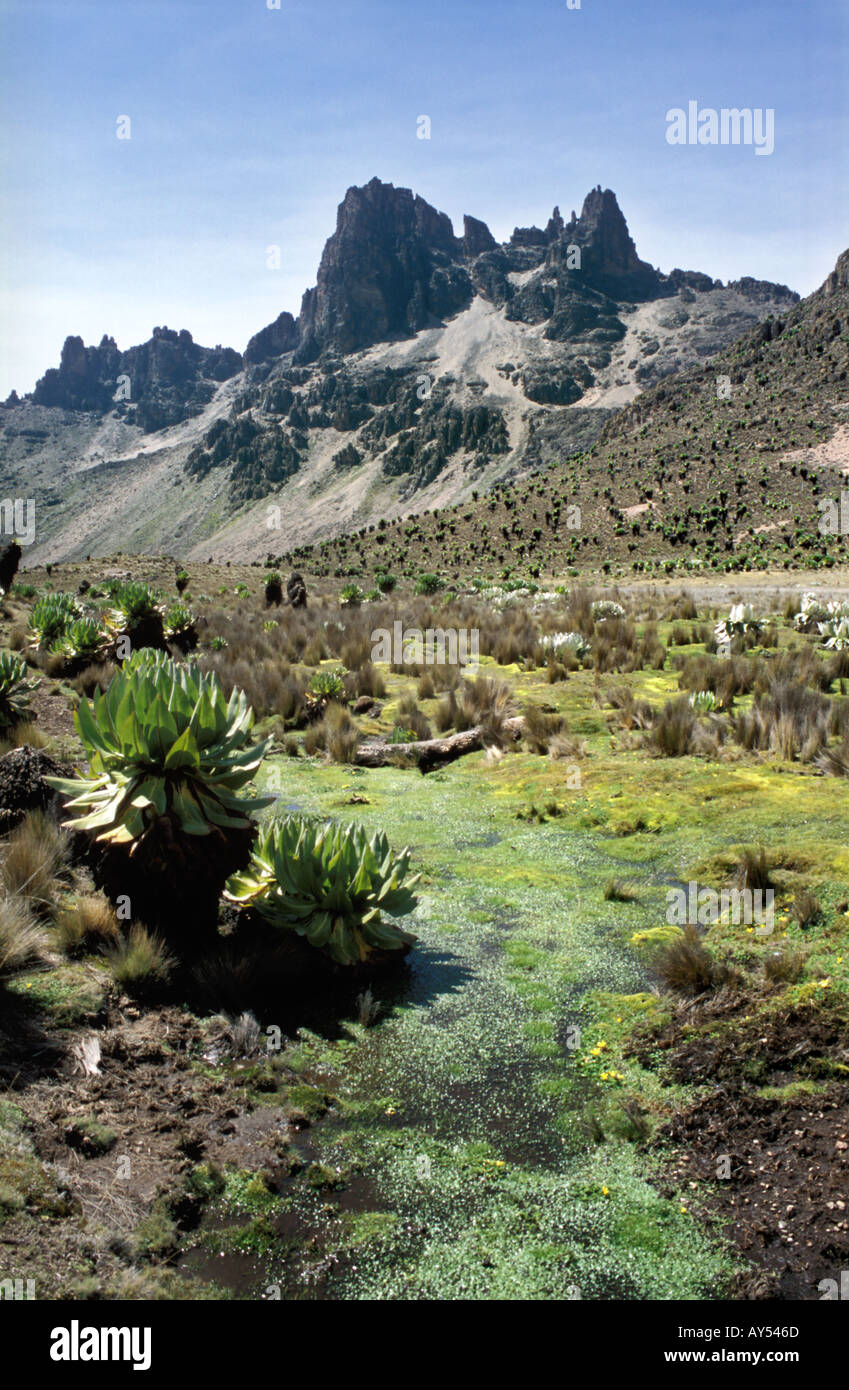 Swamp under Mt Kenya Stock Photo - Alamy