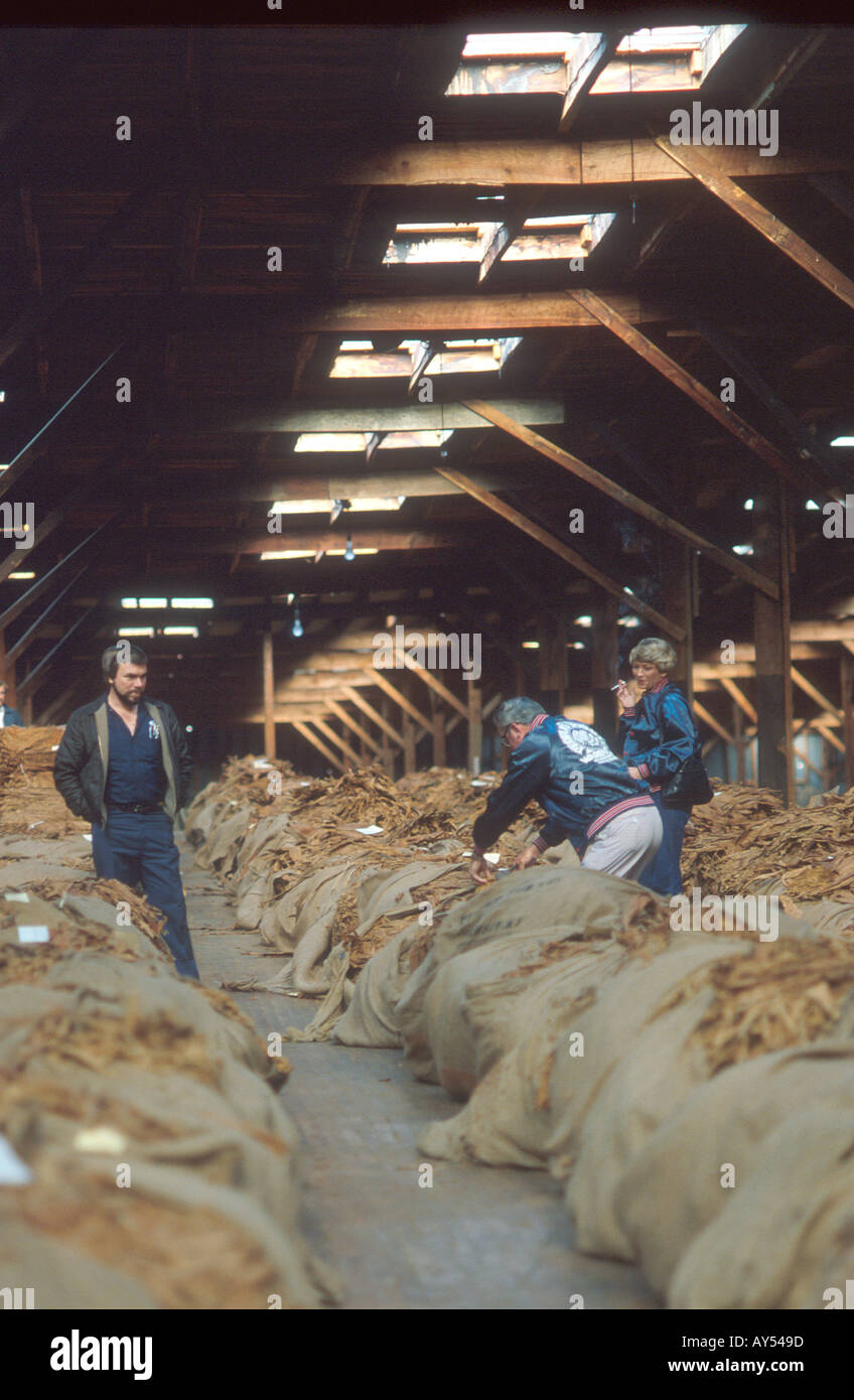 Tobacco warehouse uses skylights so buyers can see true color of leaves ...
