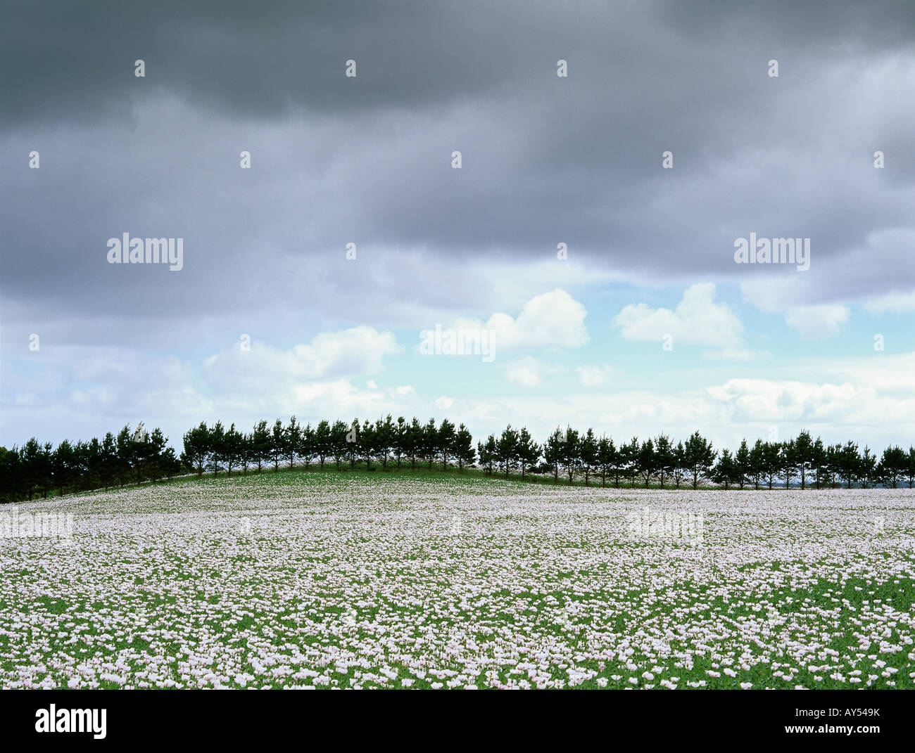 White flowers of Oil Seed Poppy or Opium Poppy Papaver somniferum crop ...