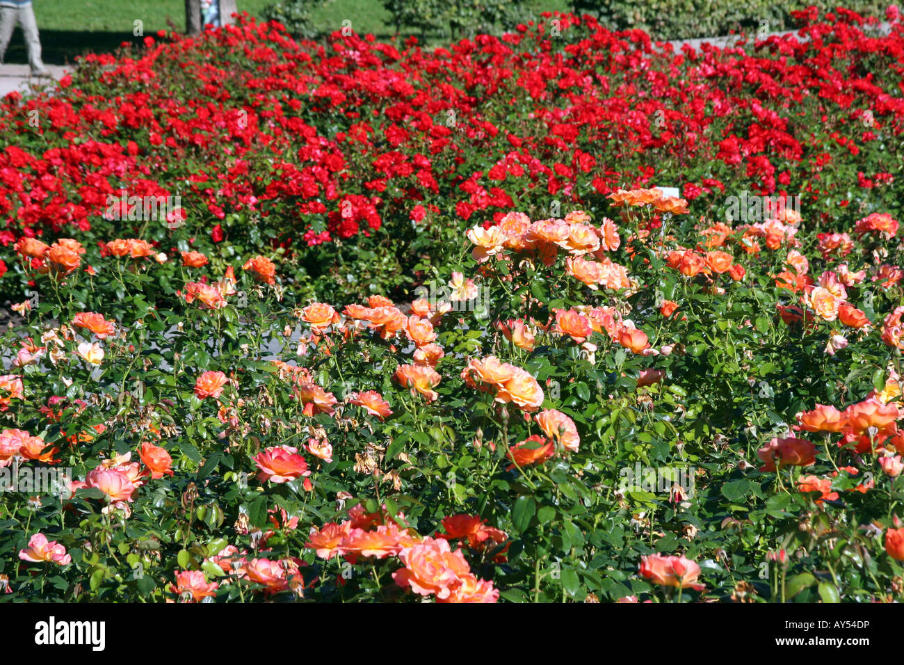 Rose field hi-res stock photography and images - Alamy