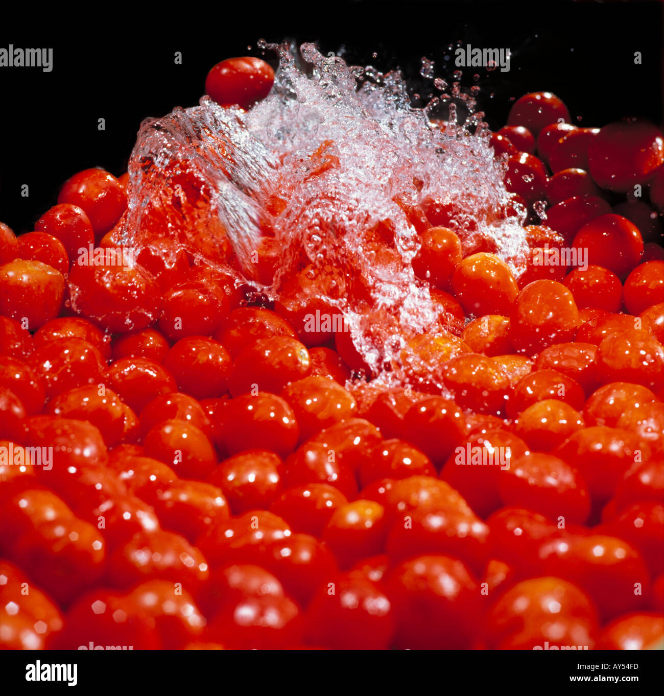 Tomatoes being washed and prepared before being processed into puree in ...