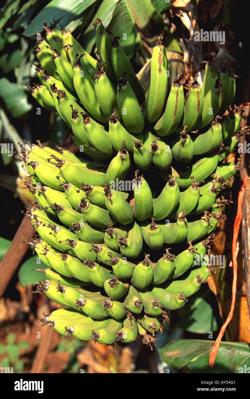 South Africa Banana Stock Photo - Alamy