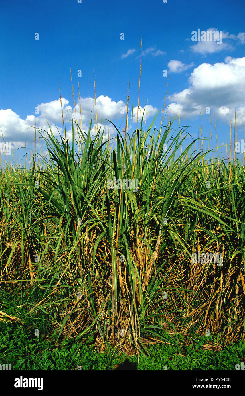 South Africa Sugar Cane Stock Photo - Alamy