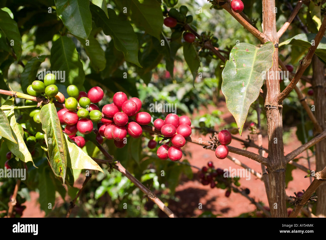 Africa Kenya Ruira Detail of ripe Arabica coffee beans growing on ...
