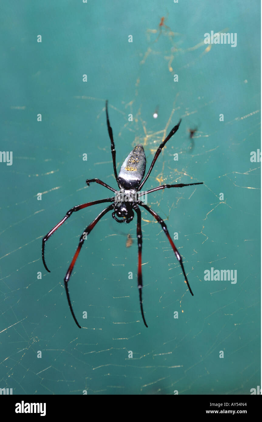 South Africa Spider Stock Photo - Alamy