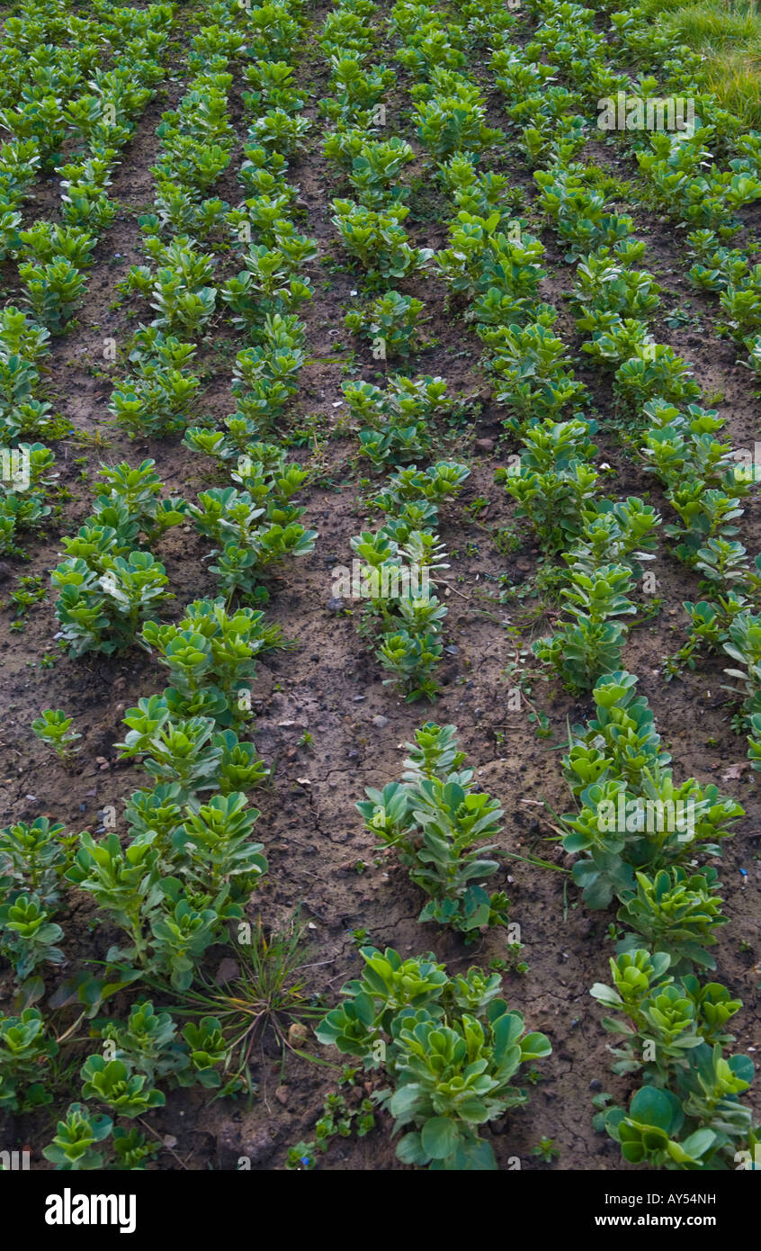 Broad beans growing on plot at Lady Mary Allotments Cardiff South Wales ...