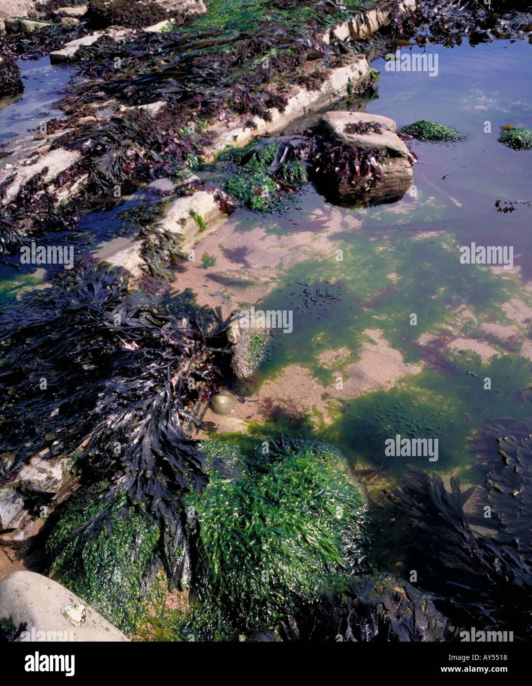 Seaside rock pools showing various forms of seaweeds at low tide on the ...
