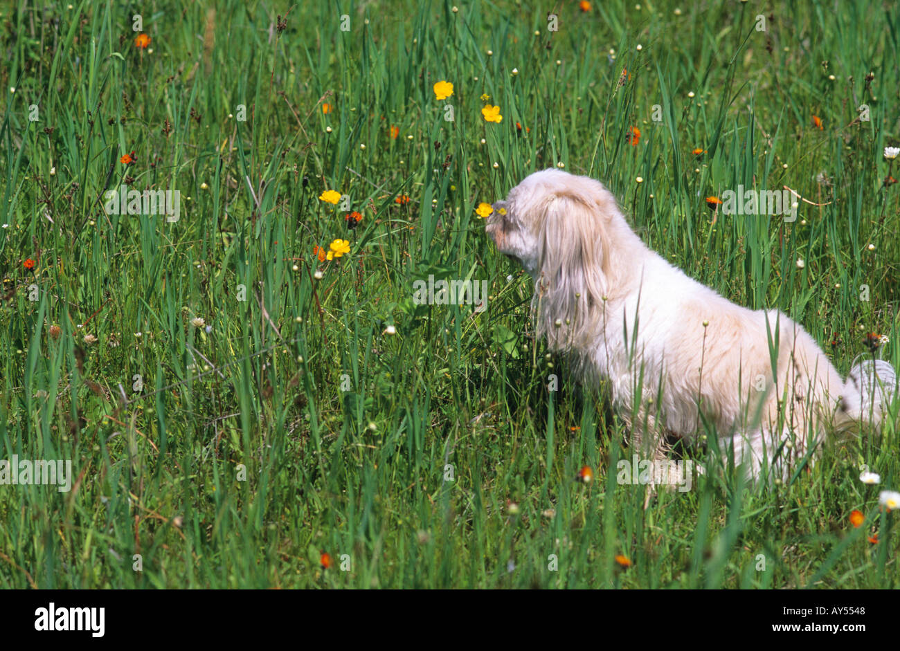 Dog smelling a flower hi-res stock photography and images - Alamy