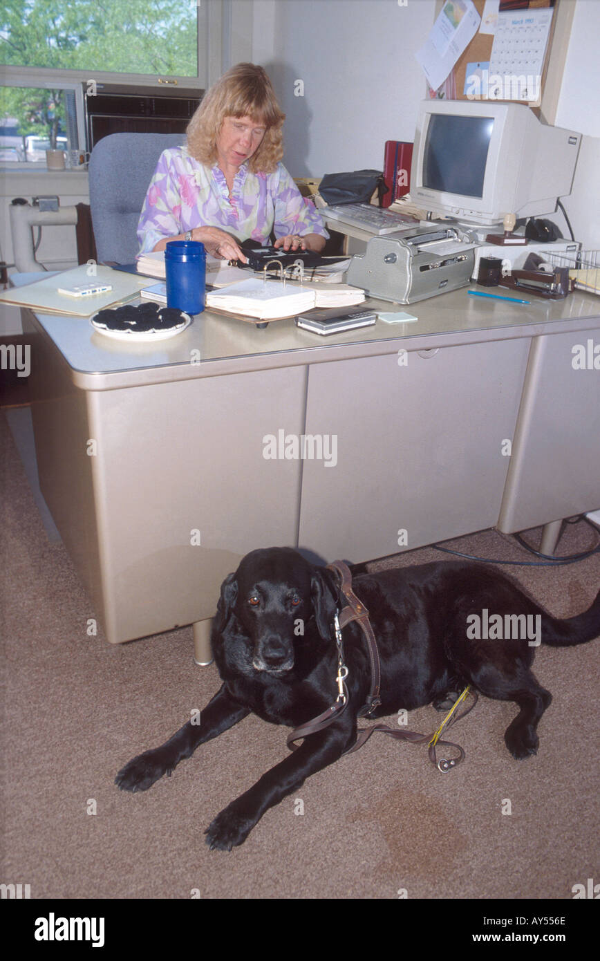 Blind office worker with guide dog Stock Photo - Alamy