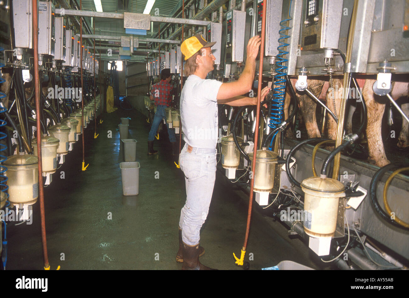 Man using a machine to milk dairy cows Stock Photo - Alamy