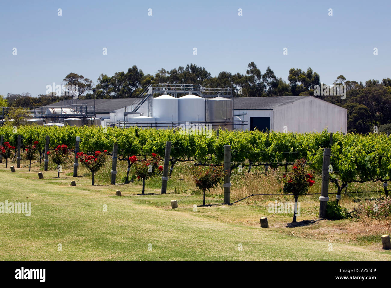 Vessel of grapes hi-res stock photography and images - Alamy