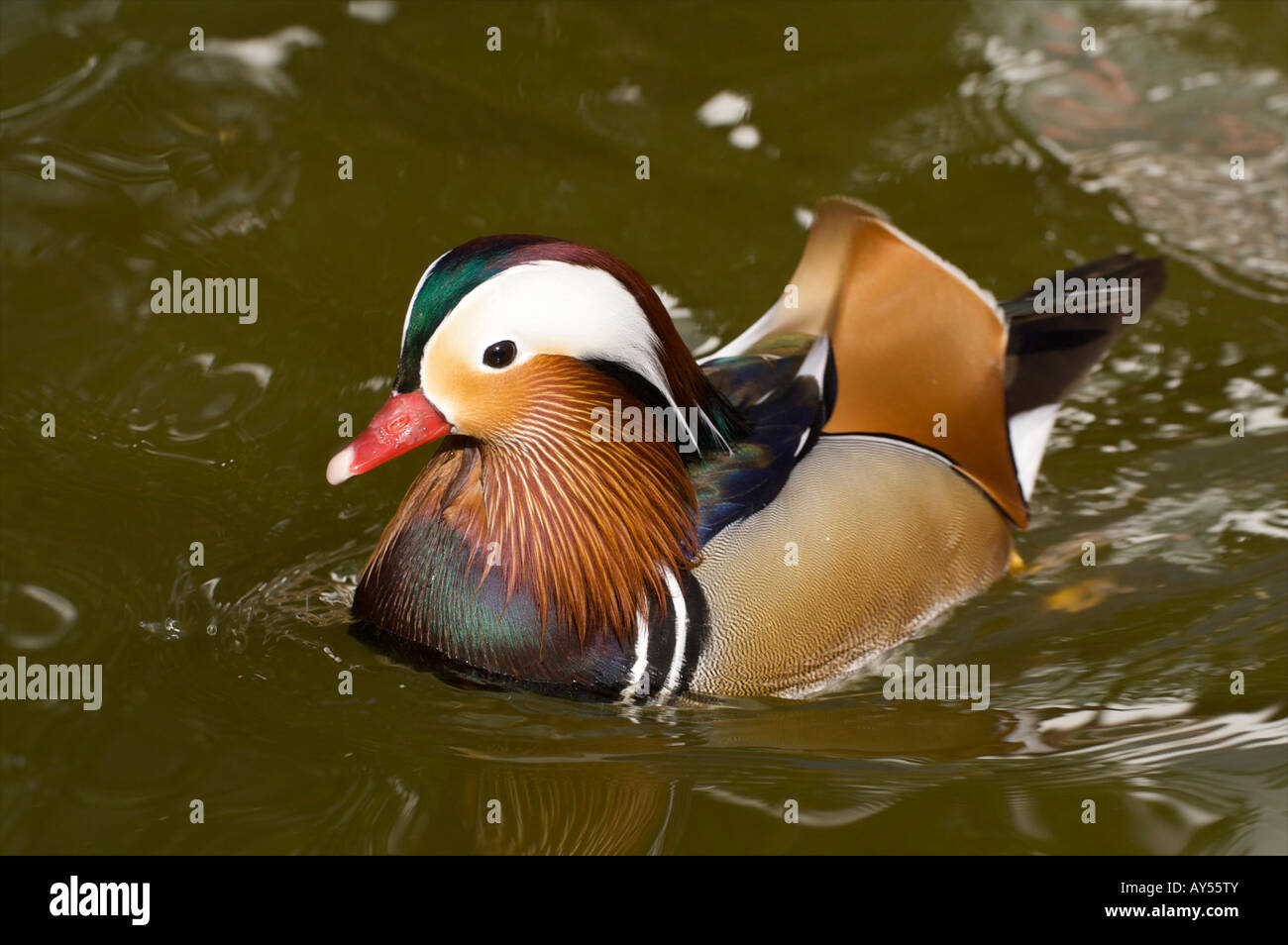 Mandarinenente Madarin Duck Drake Aix galericulata Stock Photo - Alamy