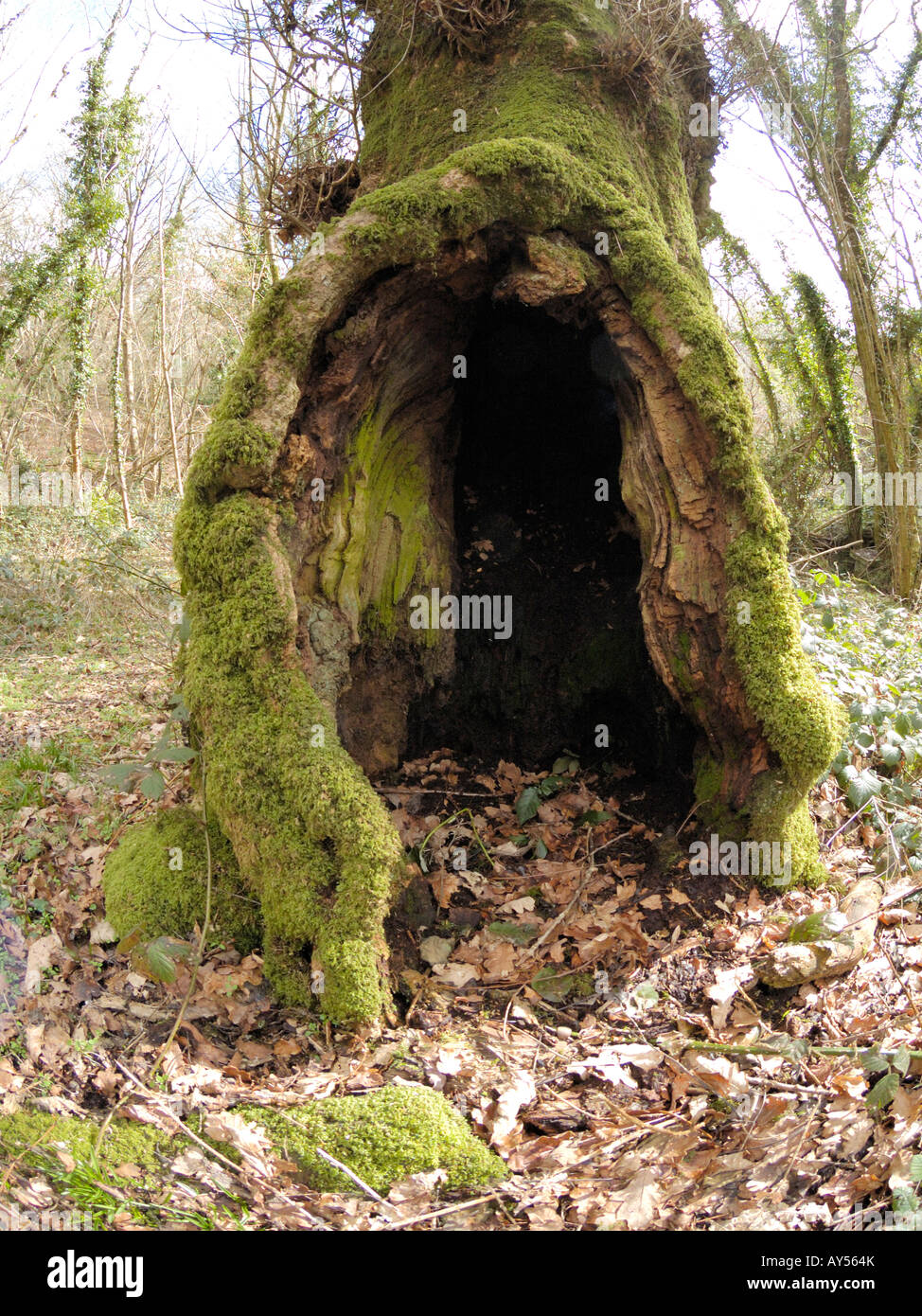 Moss chamber hi-res stock photography and images - Alamy