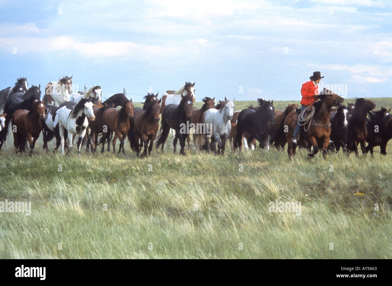 Indian cowboy hi-res stock photography and images - Alamy
