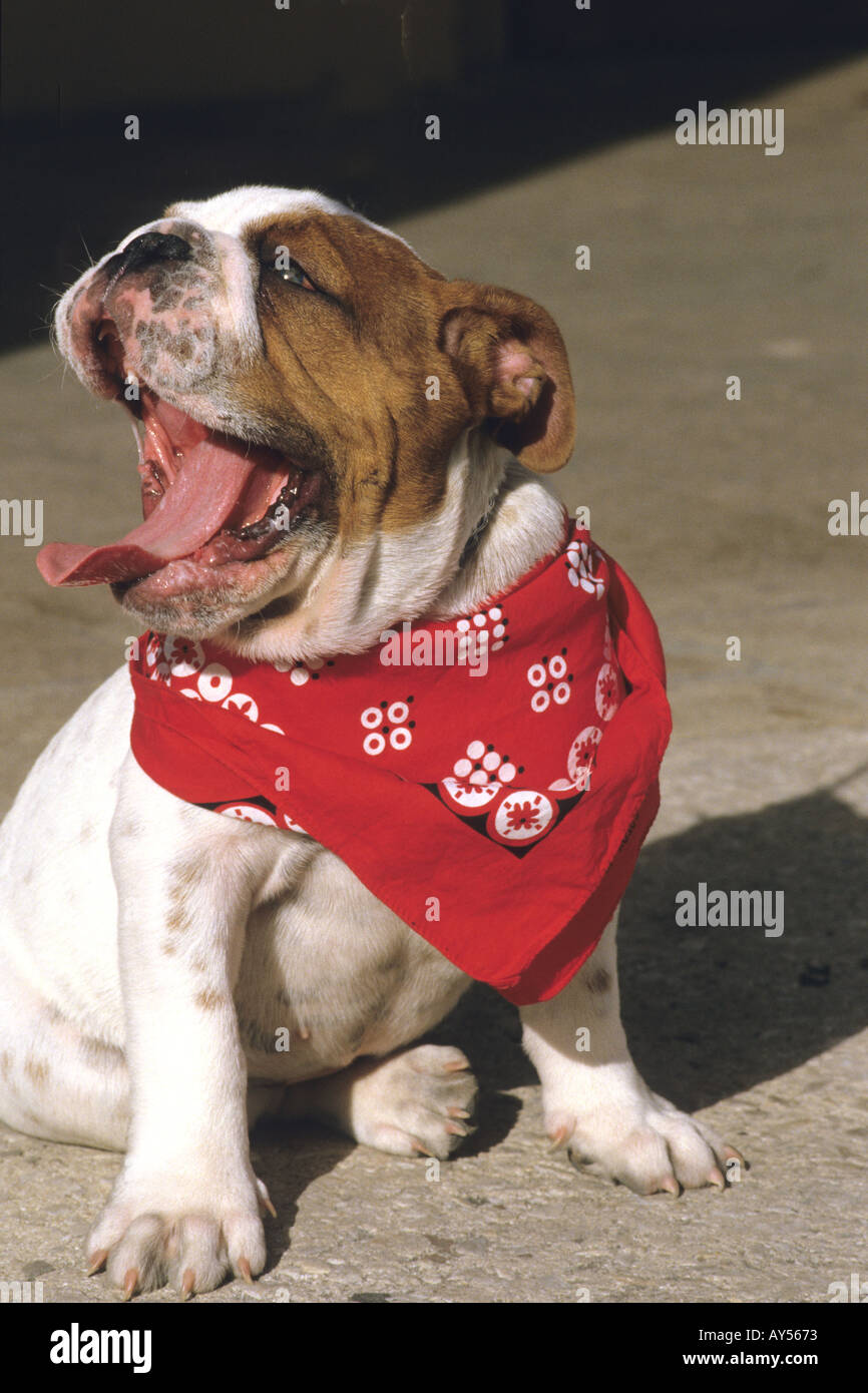 Bulldog yawning and wearing a red bandanna Stock Photo - Alamy