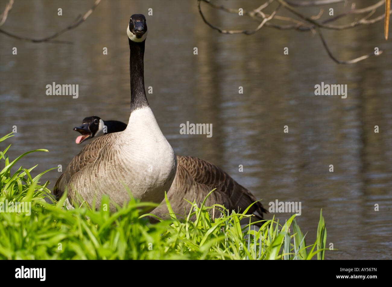 Kanadagans Branta canadensis Stock Photo - Alamy