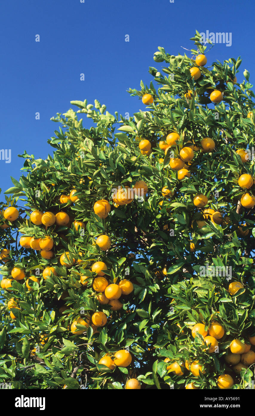 Orange grove in Florida Stock Photo - Alamy