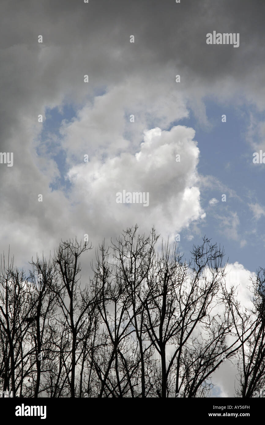 empty bare tree branches in dark sky autumn Stock Photo - Alamy