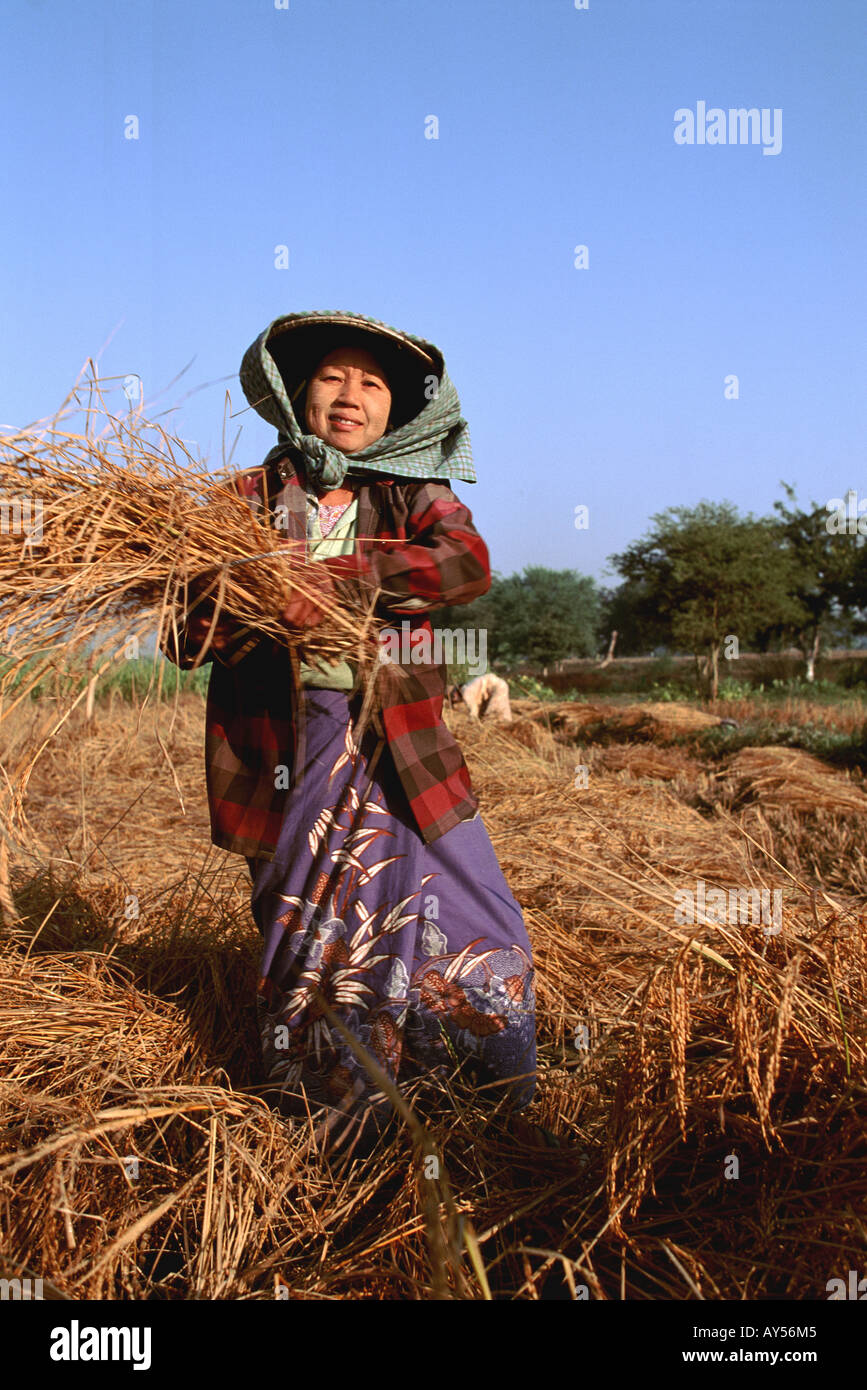 Myanmar Mandalay Rice Gathering Stock Photo - Alamy