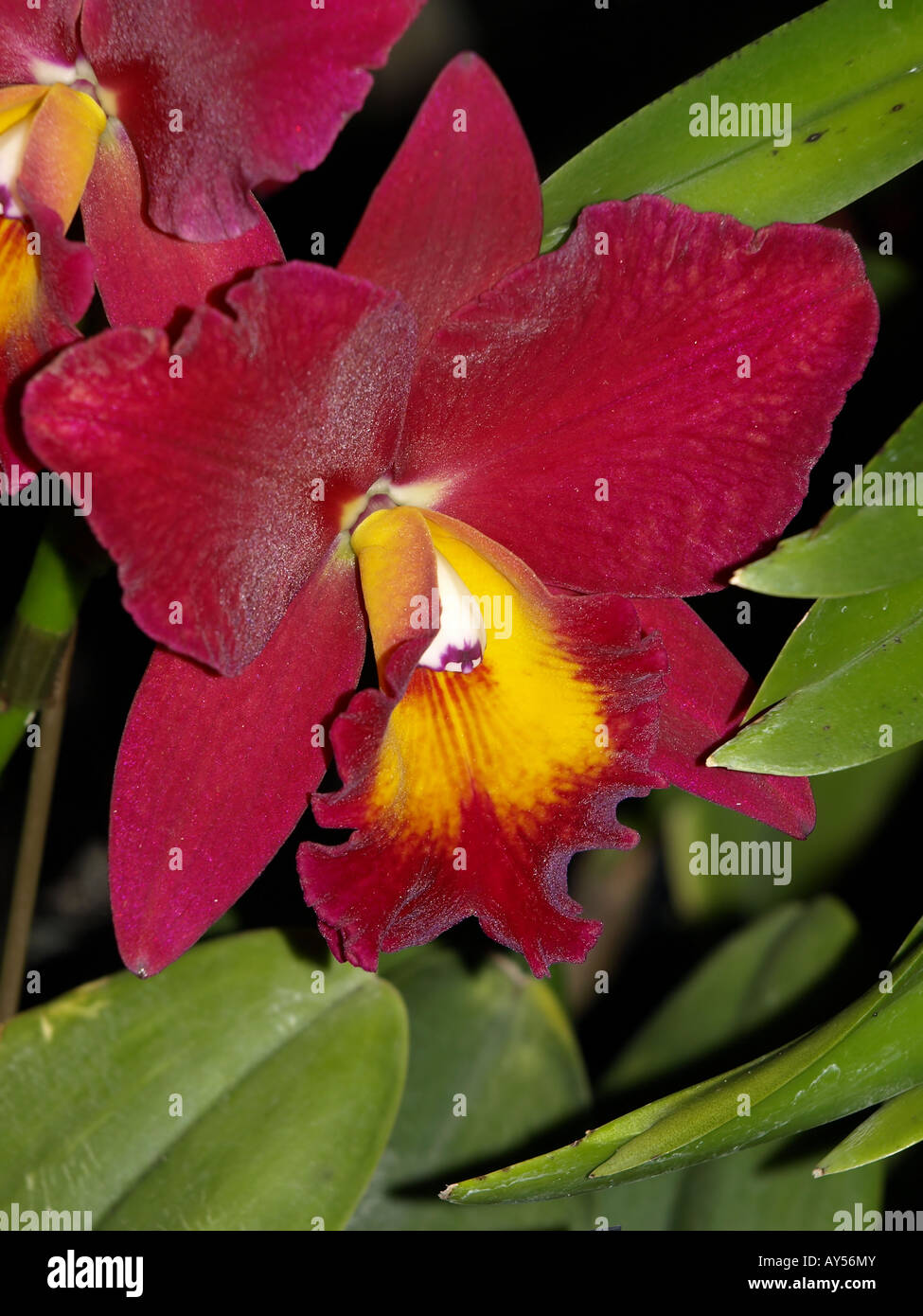 Red yellow center hi-res stock photography and images - Alamy