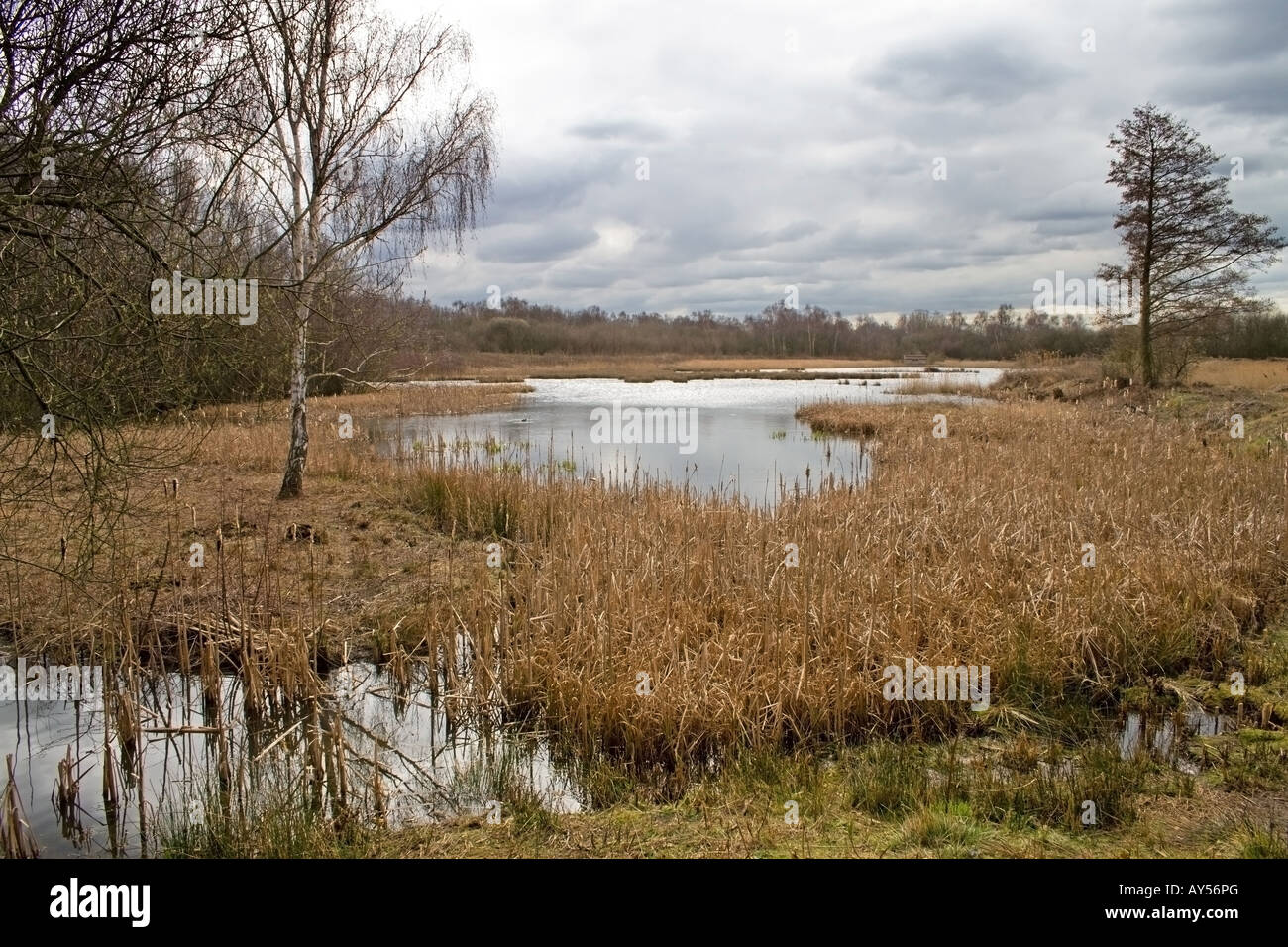 View across Willow Pool @ Potteric Carr Nature Reserve Doncaster Stock ...