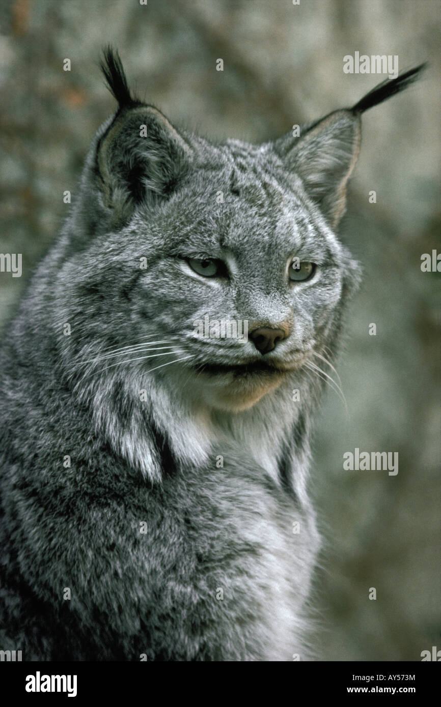 Canada lynx hare hi-res stock photography and images - Alamy