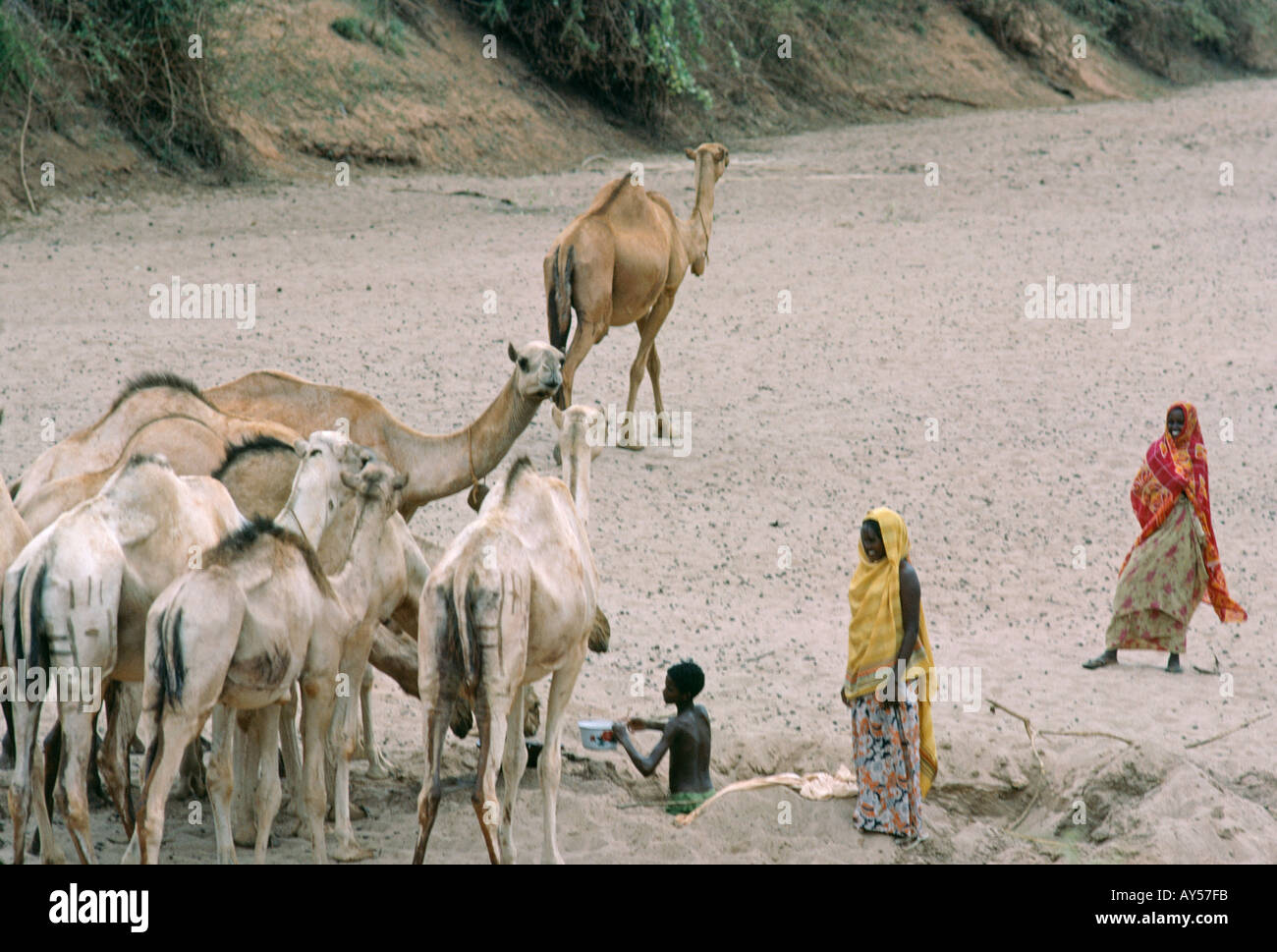 Camel herders dig into a dry riverbed for water in eastern Africa where ...