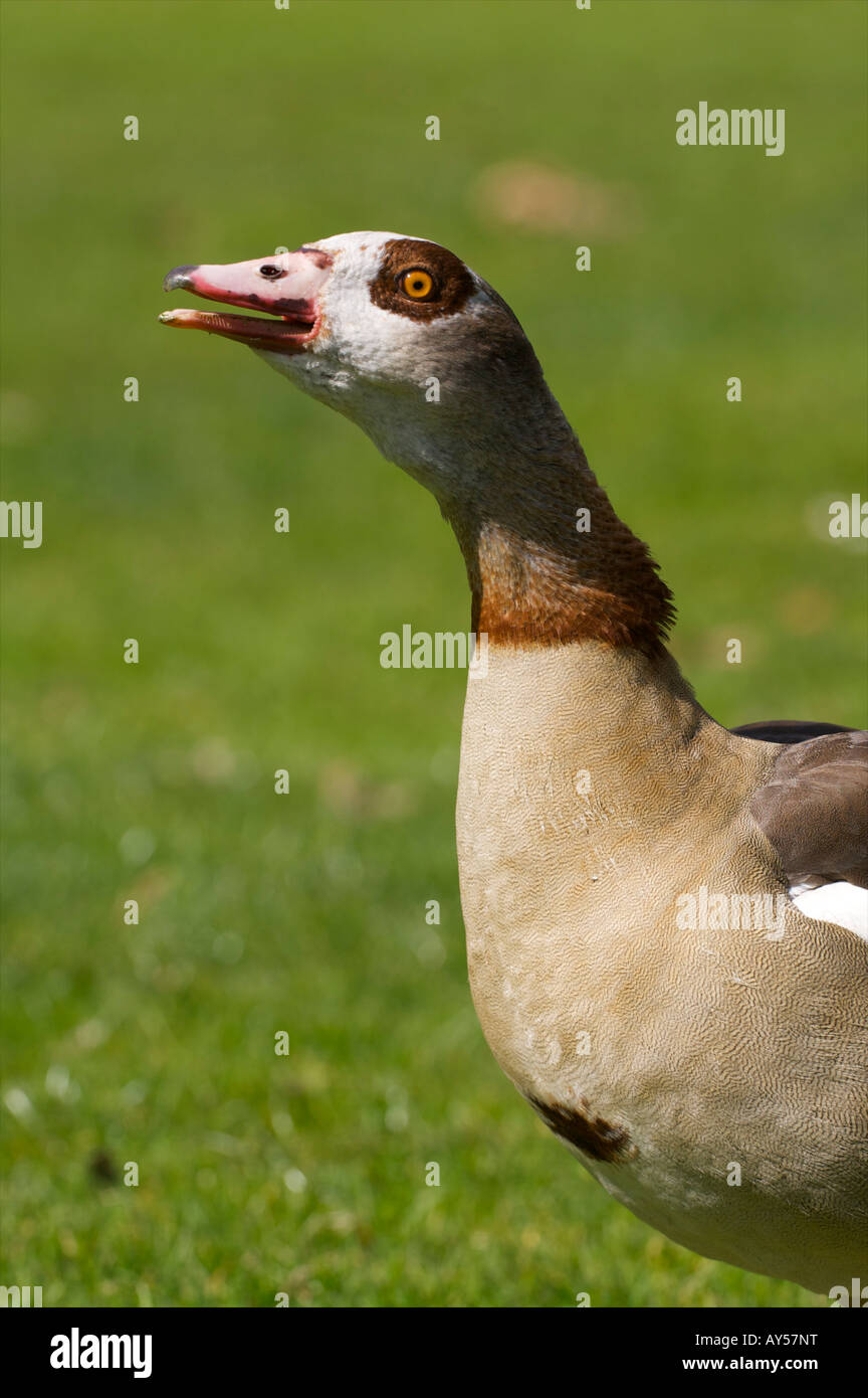Nilgans Alopochen aegyptiacus Stock Photo - Alamy