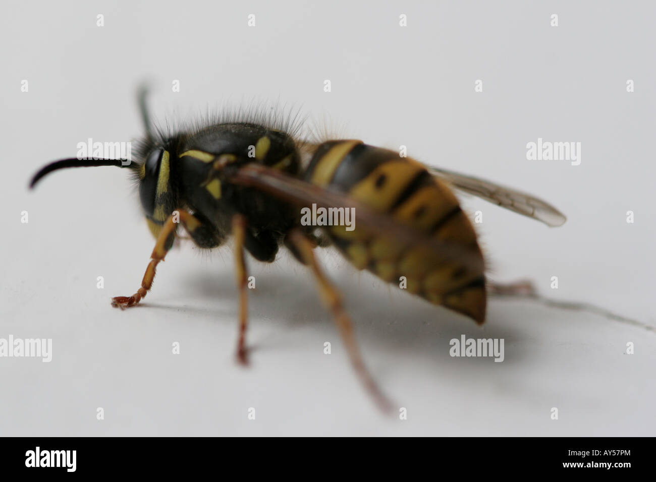 Wasp crawling on white surface showing yellow and black markings and ...
