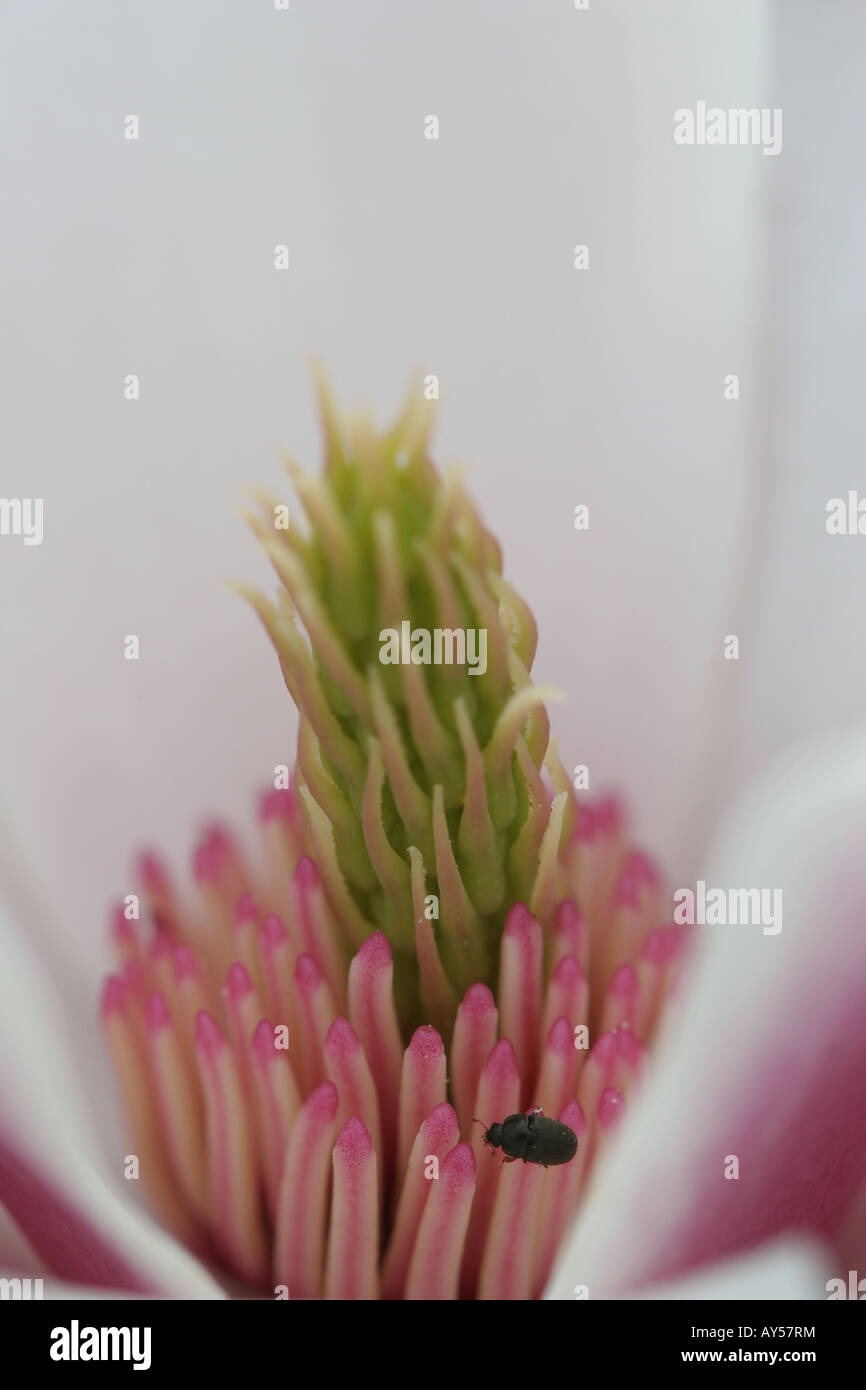 Black bugs crawling over inside of Magnolia flower head Stock Photo - Alamy