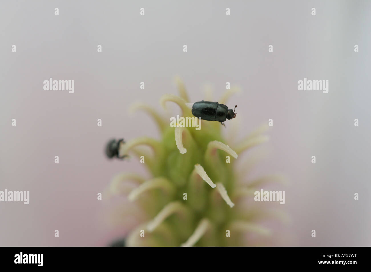 Black bugs crawling over inside of Magnolia flower head Stock Photo - Alamy