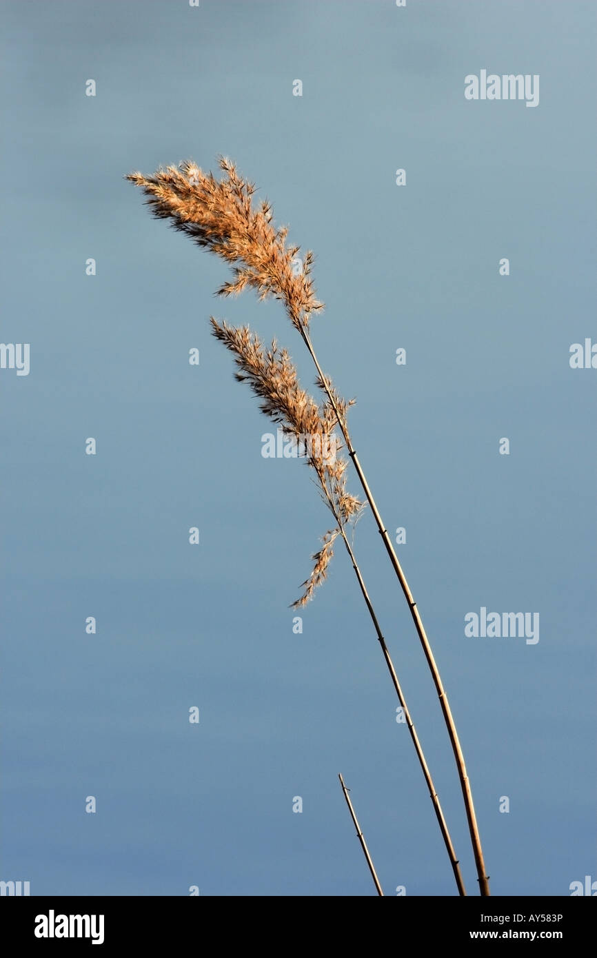 Common Reed Phragmites australis seed heads Stock Photo - Alamy