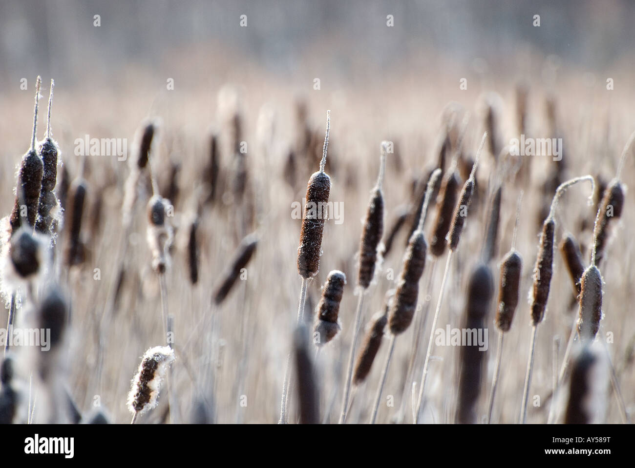 Reeds covered with frost hi-res stock photography and images - Alamy
