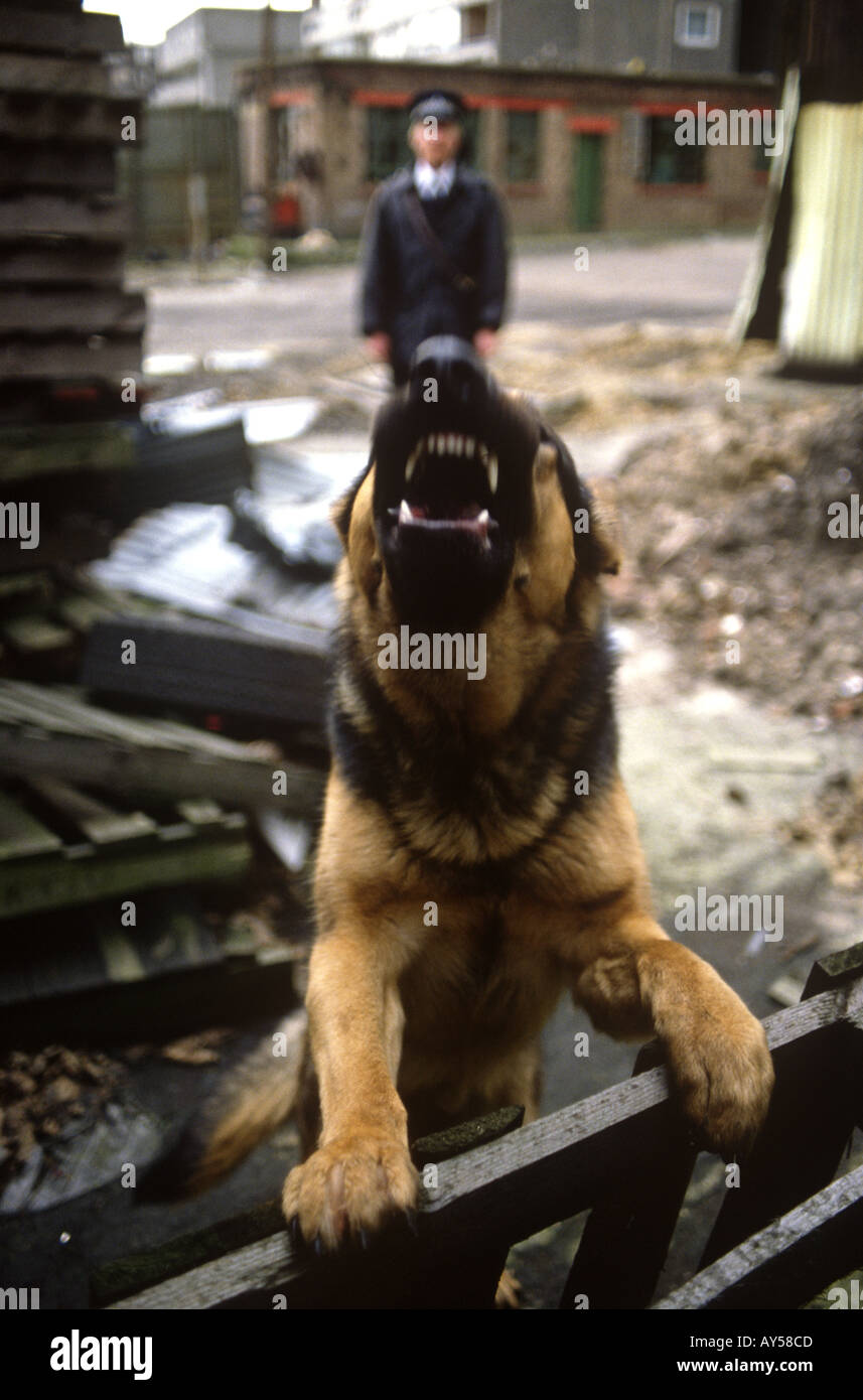 Met police dog hi-res stock photography and images - Alamy