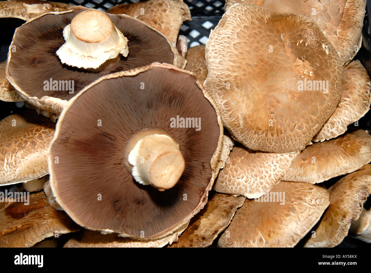 London Borough Market , stall display of beautiful fresh flat top ...