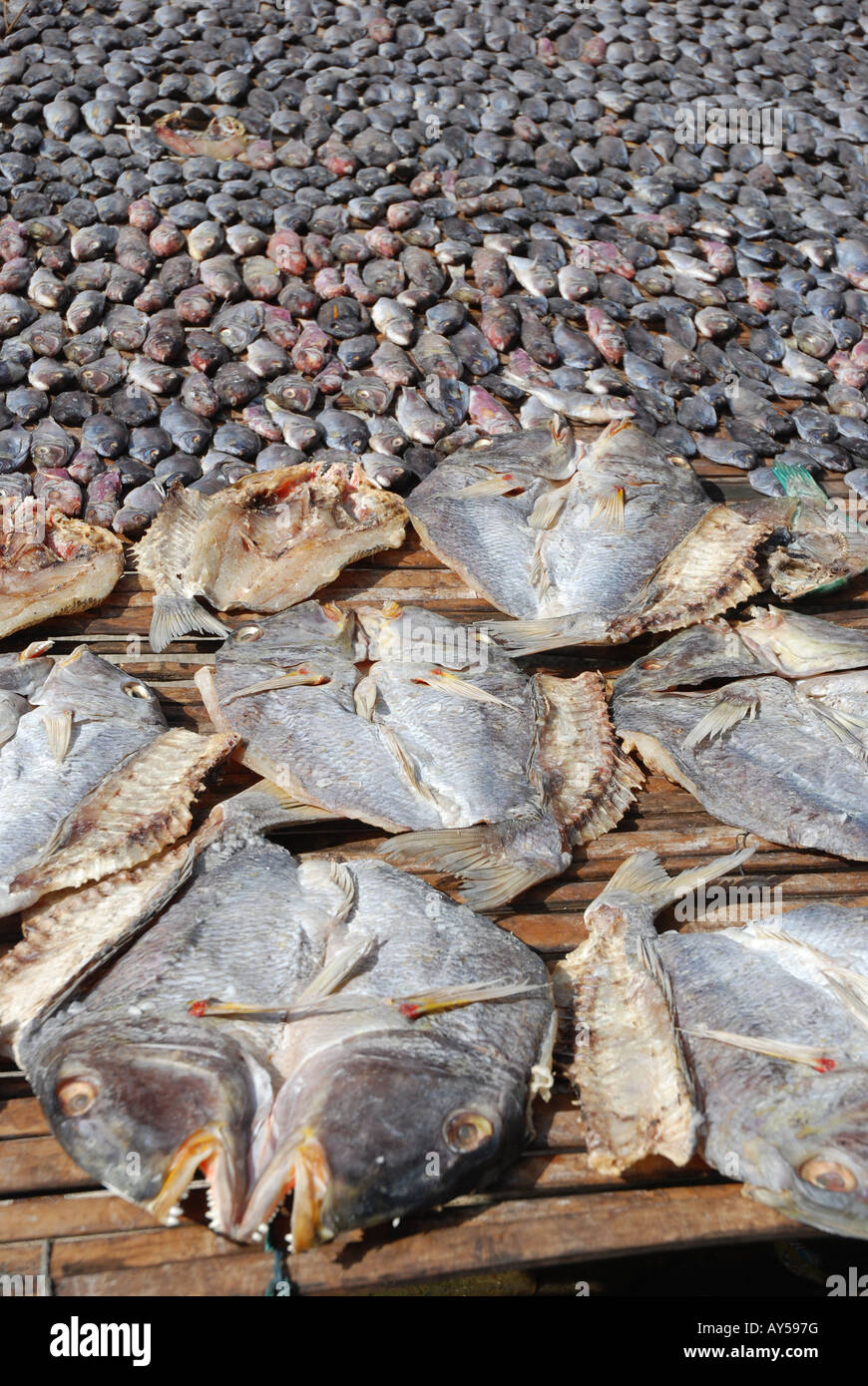 Dried fish on a market on Sulawesi, Indonesia Stock Photo - Alamy