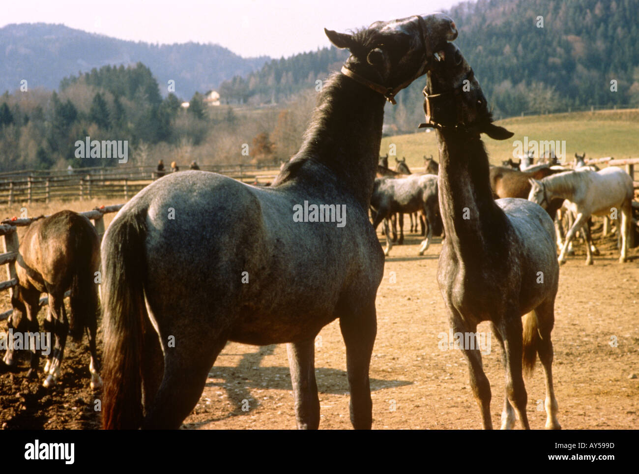 Vienna spanish riding school exterior hi-res stock photography and ...