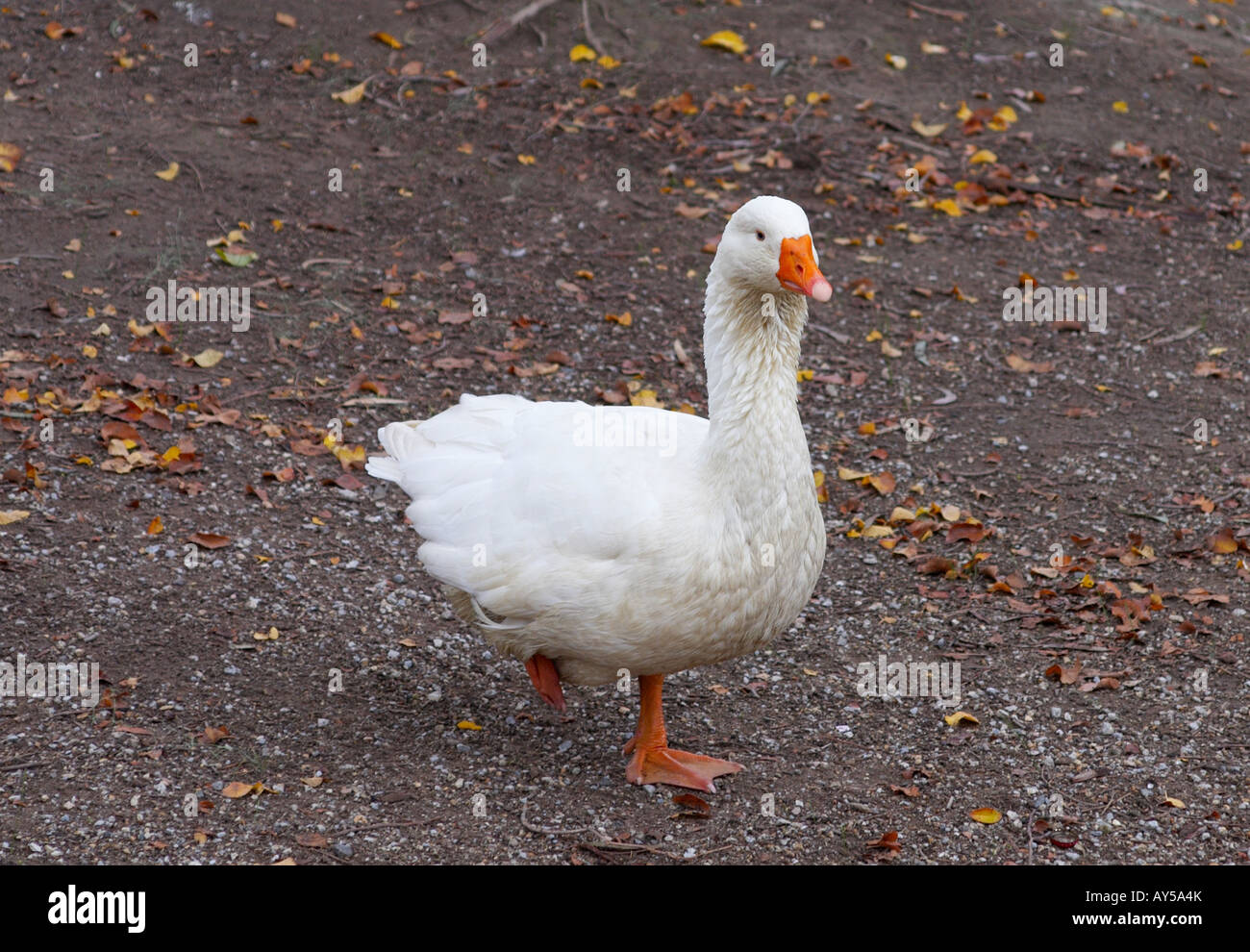 Orange legged goose hi-res stock photography and images - Alamy