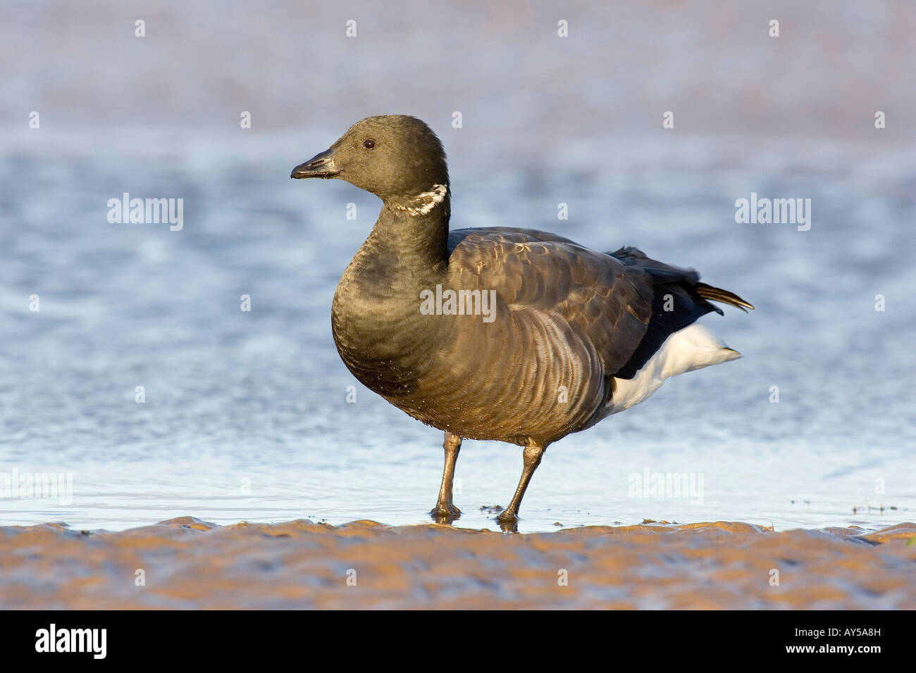 Brent Goose ( branta bernicla Stock Photo - Alamy